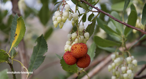 CONFAGRI - Cooperativa diz que Portugal pode vir a ser o maior produtor ...